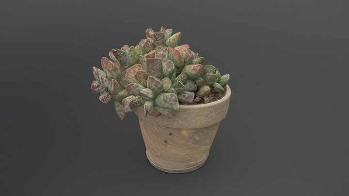 Cactus 3D models - Sketchfab