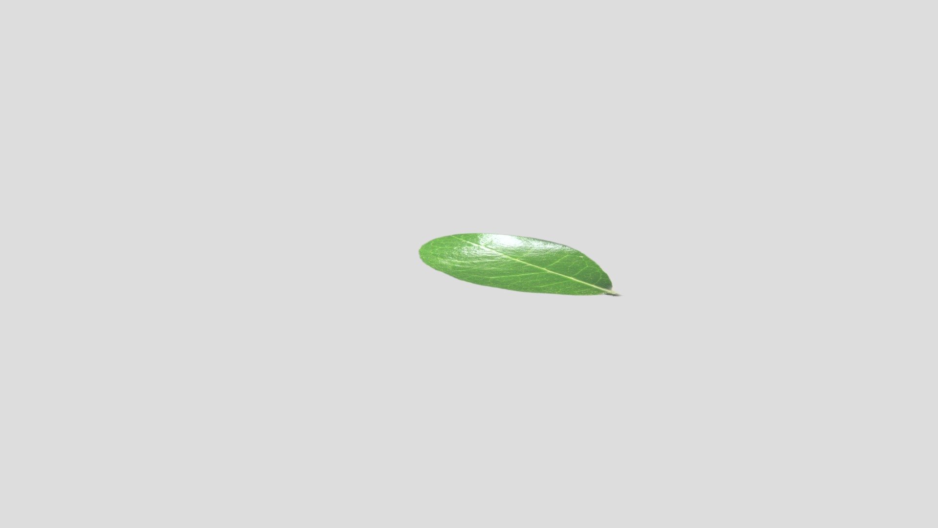 foglia - 3D model by desy pentito (@desireepentito) [38da46b] - Sketchfab