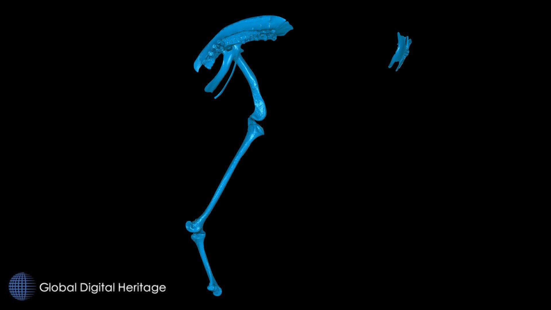 Kiwi (Apteryx) Bones Articulated - Download Free 3D model by Global ...