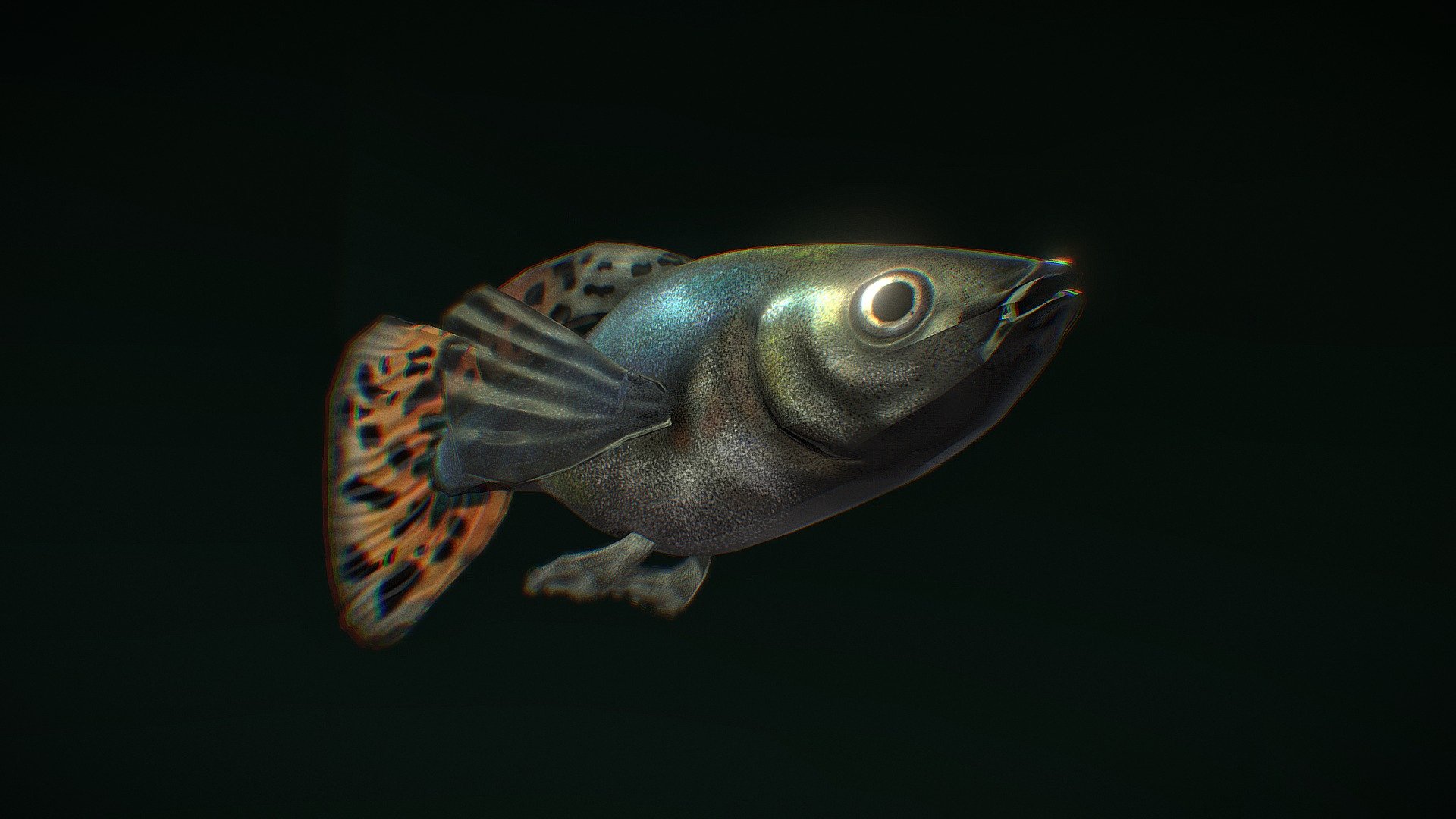 Guppy fish - Download Free 3D model by Andrey (@andrey.) [38ea1ca ...