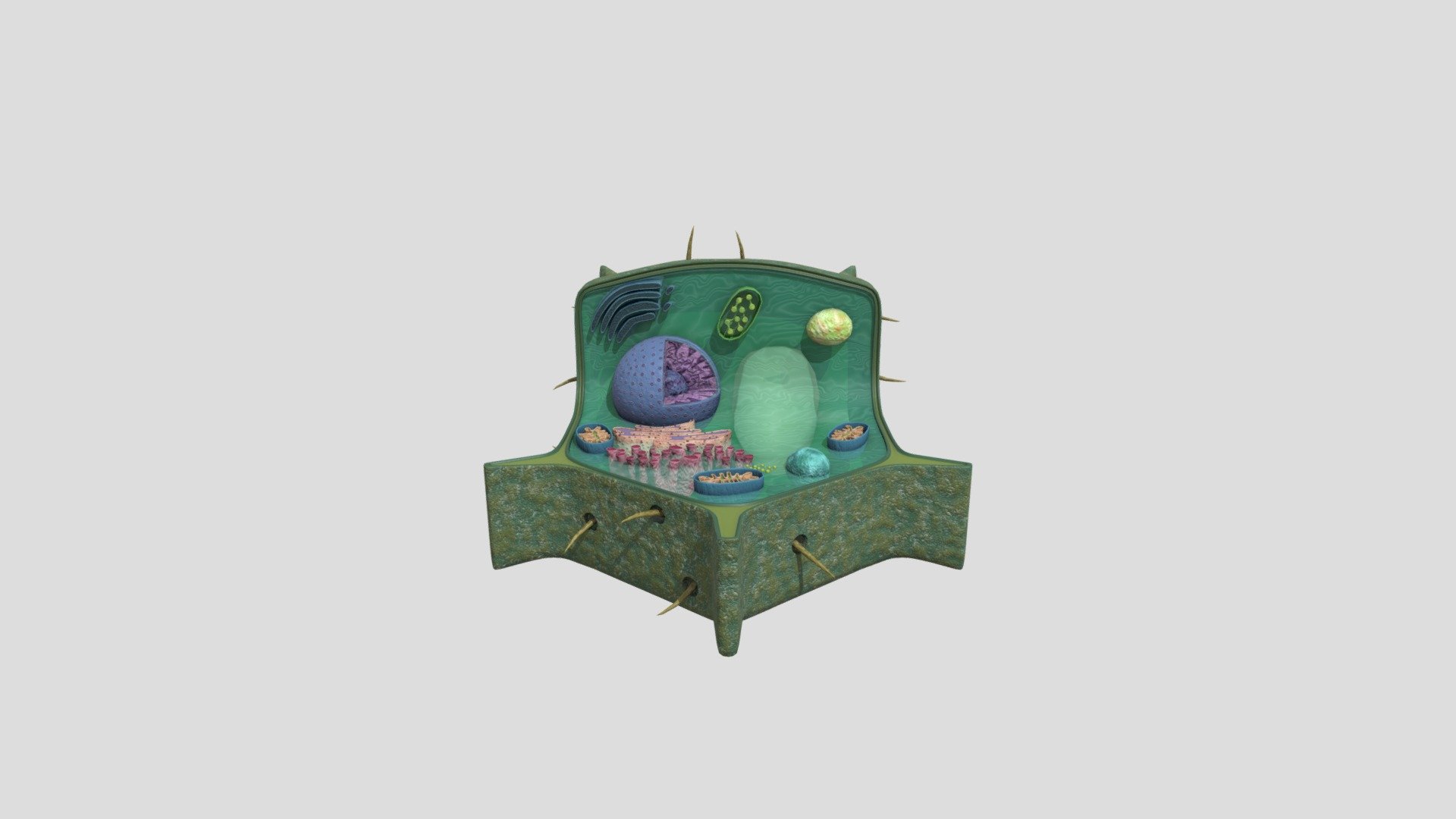 cellule_vegetale (2) - 3D model by Anna.De.Felice [38eba83] - Sketchfab