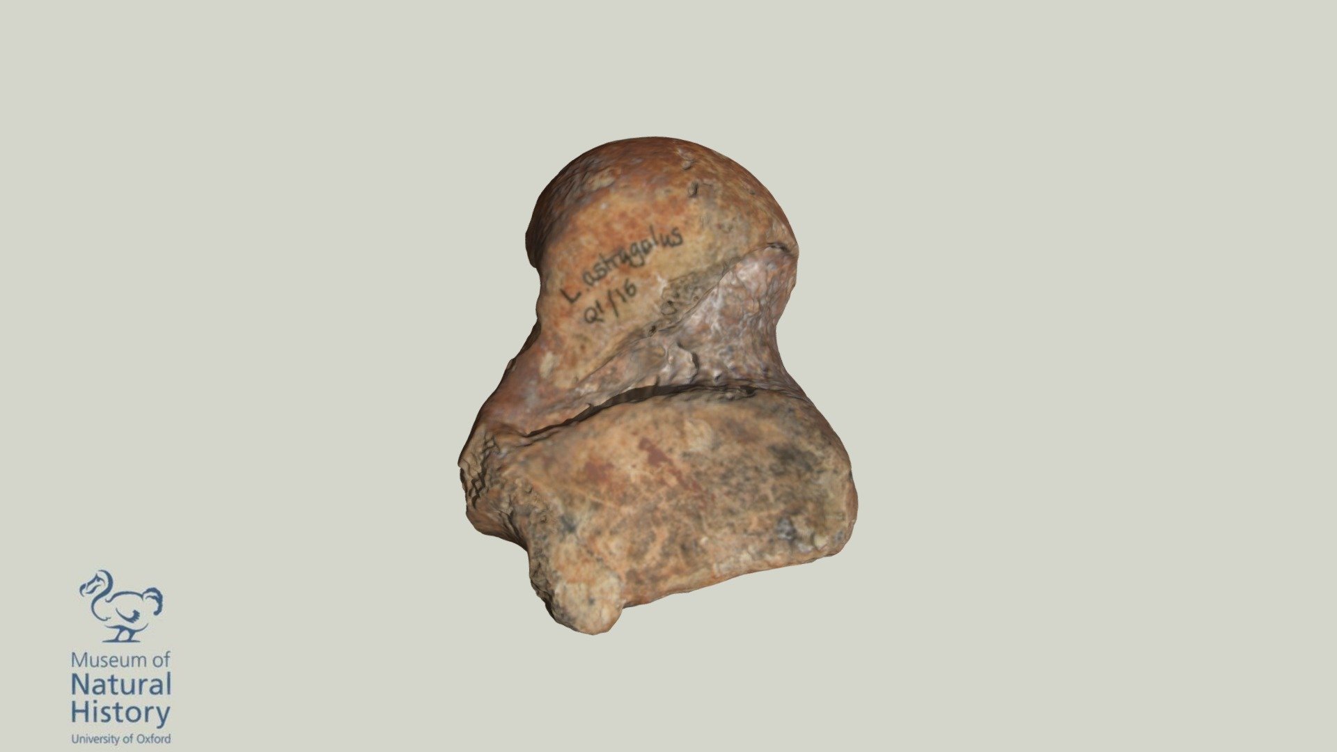The Red Lady of Paviland - left astralagus - 3D model by Oxford ...