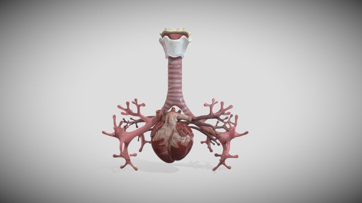Respiratory-system 3D models - Sketchfab