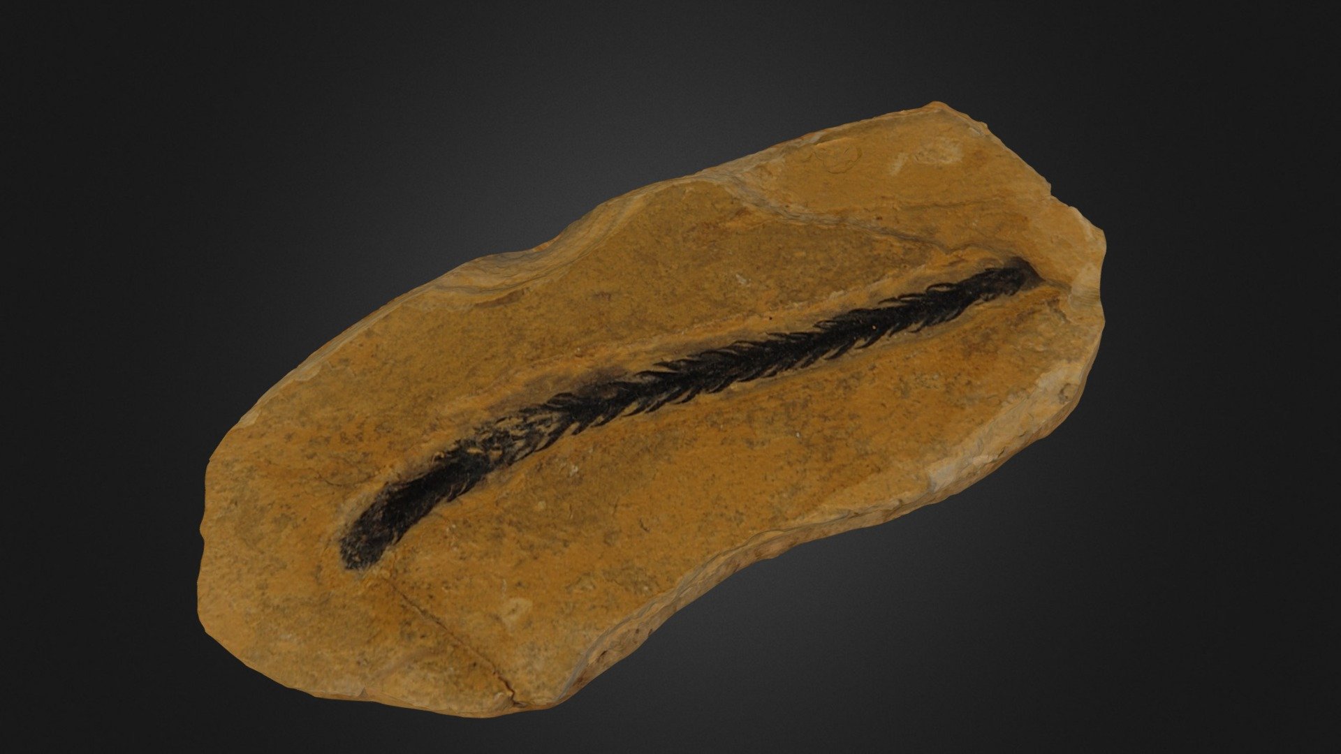 WALCHIA PLANT FOSSIL (WALCHIA BİTKİSİ FOSİLİ) - 3D model by 3D Fossils ...