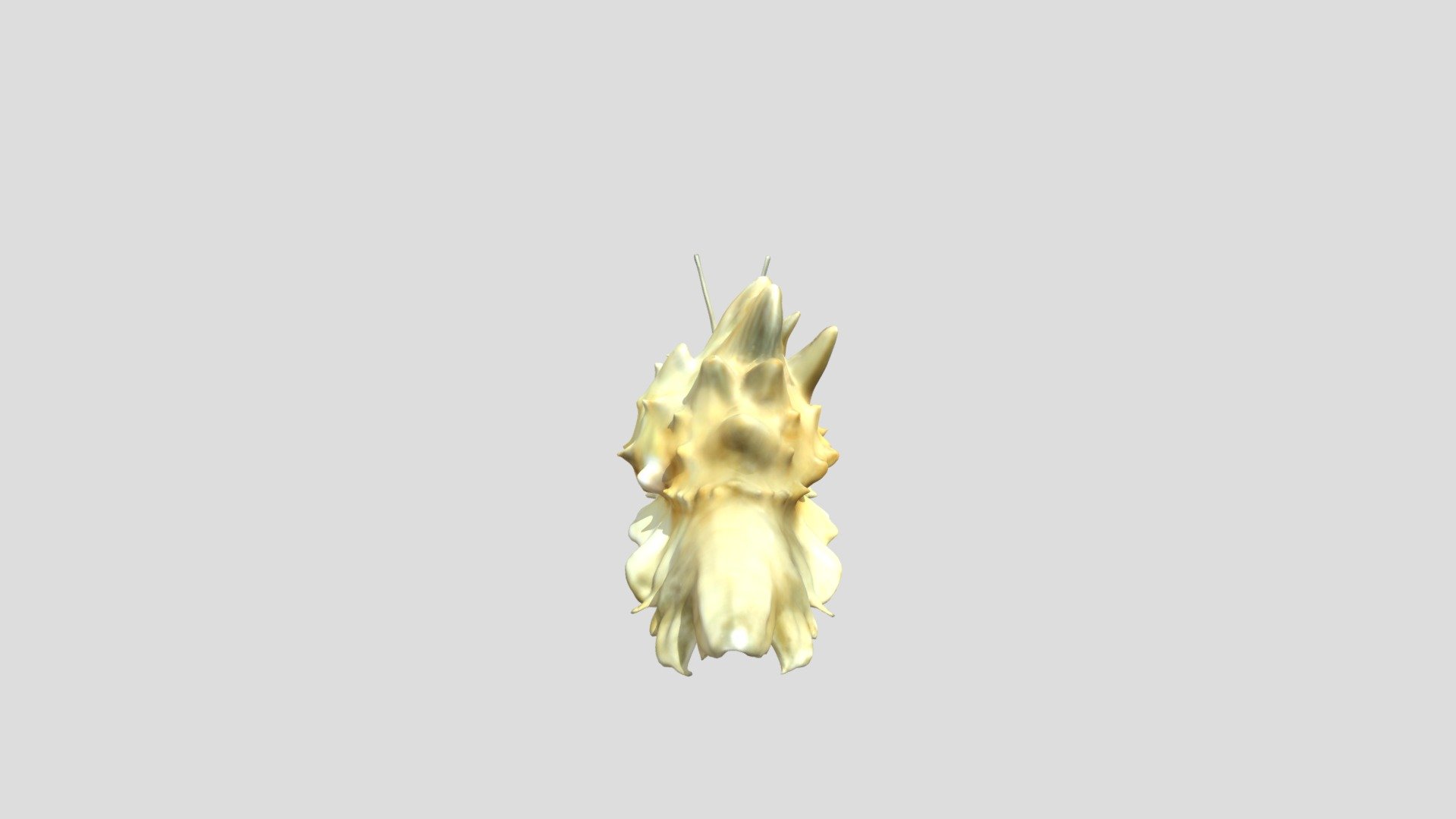 Spiked Sea Shell - Download Free 3D model by 7536- [3908ba7] - Sketchfab