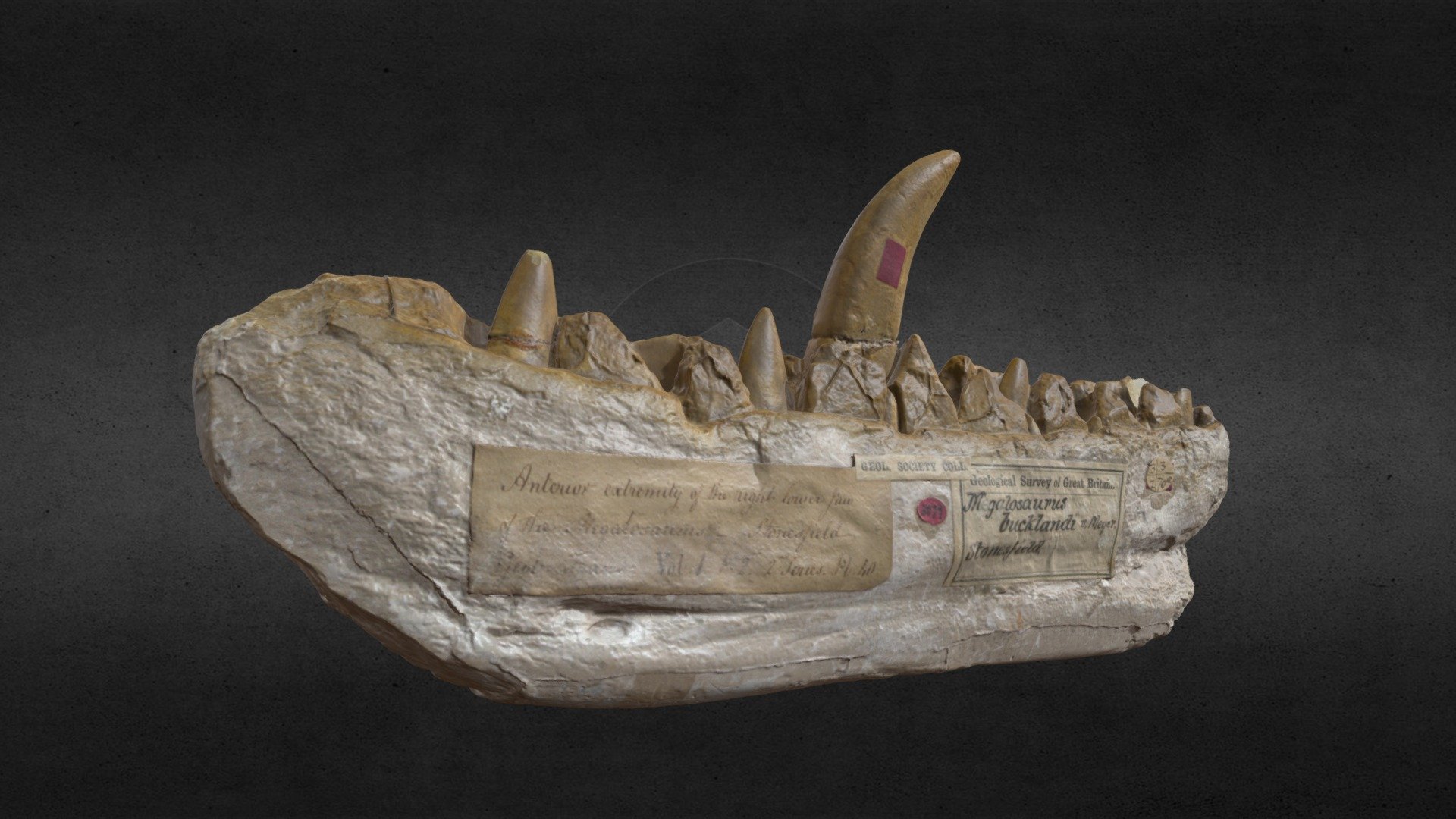 Geol. Soc. Coll._3879_ Megalosaurus_dentary - 3D model by 3d Fossils GB ...