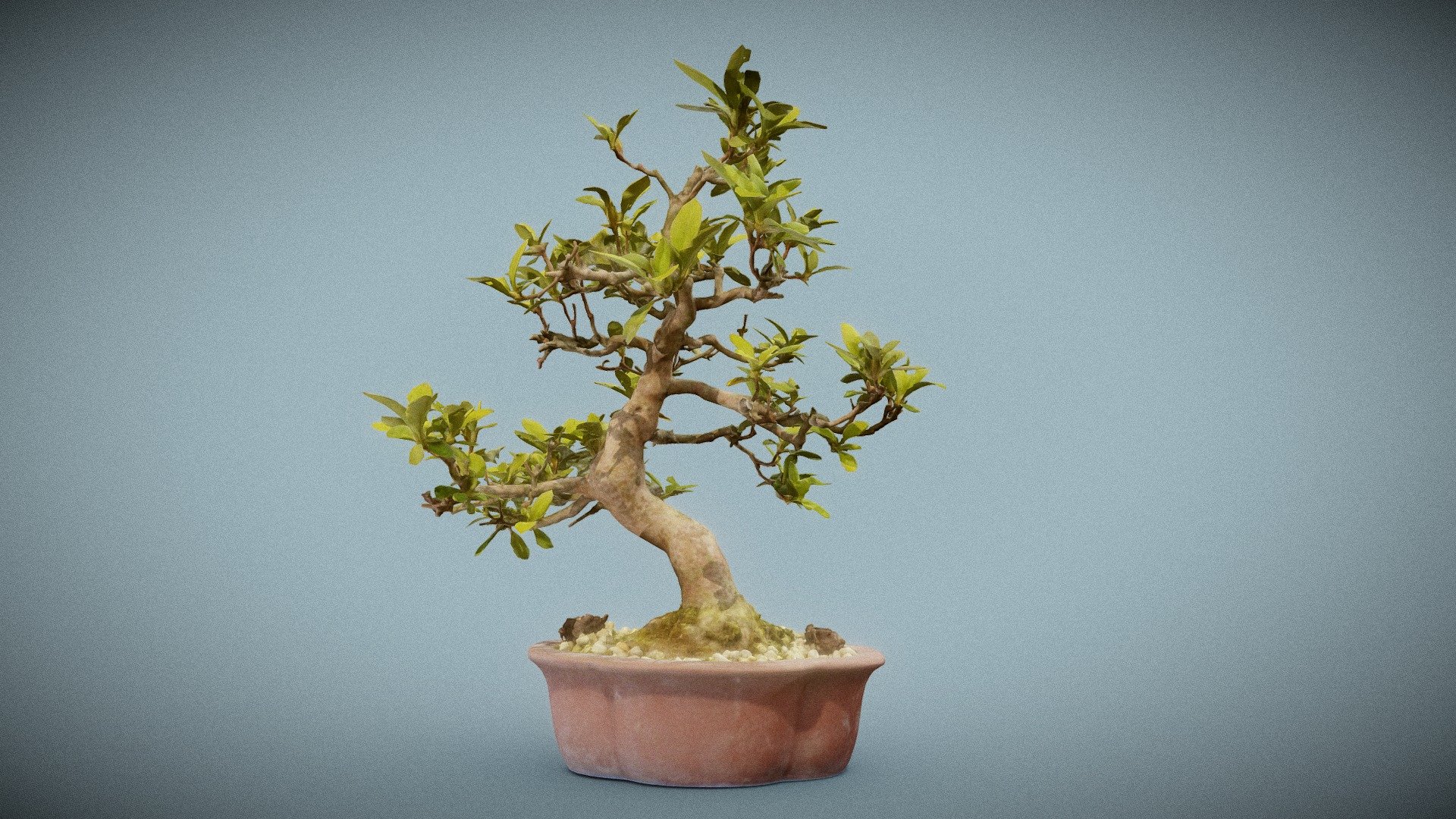 Bonsai 17 - Buy Royalty Free 3D model by Polygonal Miniatures ...