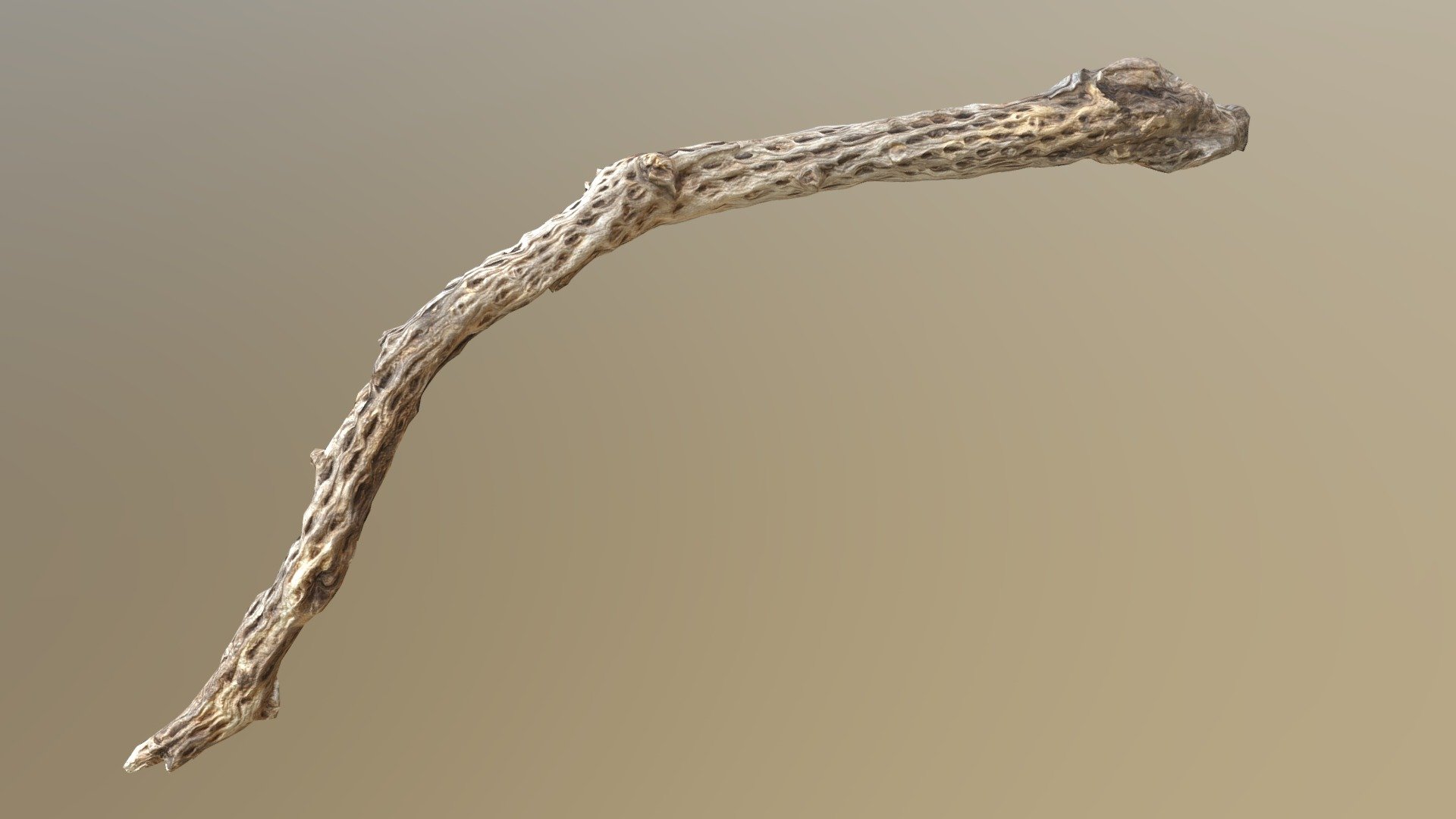 Cholla Branch - Buy Royalty Free 3D model by Ivaldi [39128a3 ...
