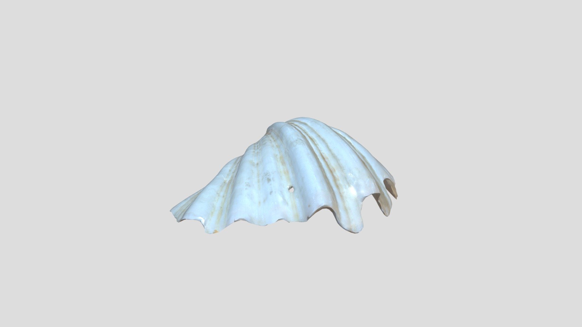 Seashell_1 - Buy Royalty Free 3D model by Phil Mist (@GeneSalad ...