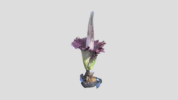 Corpse 3D models - Sketchfab