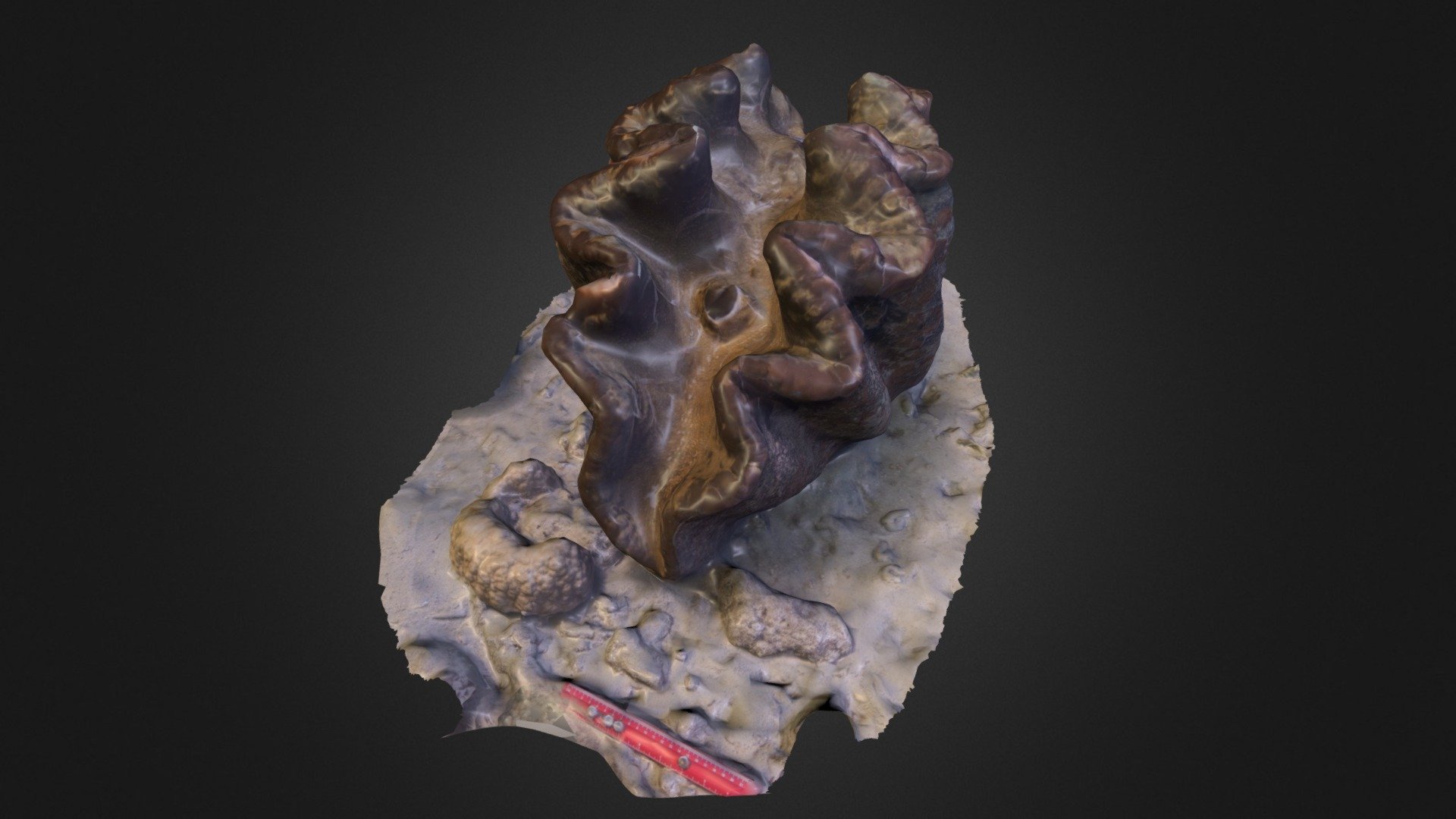 Giant Clam - Download Free 3D model by thehydrous (@thehydro.us ...