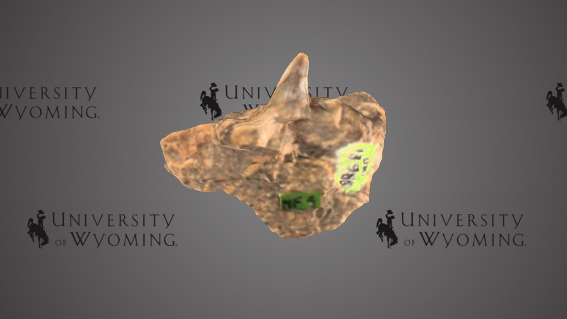 UW 13985 - Hybodontidae, Tooth - Download Free 3D model by University ...