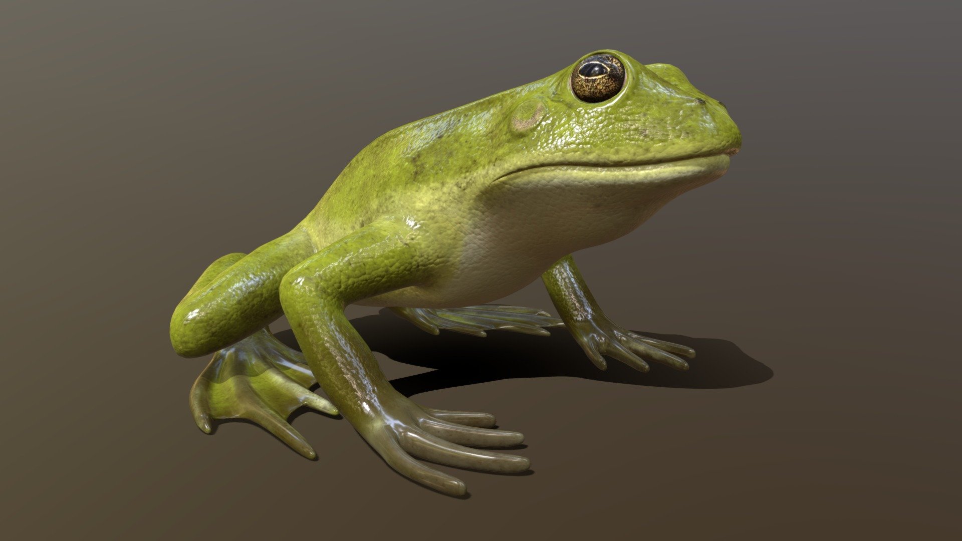 Frog - 3D model by Ekzo174 [391dbaf] - Sketchfab