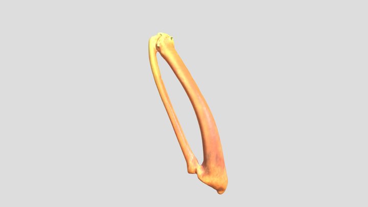osteoarchaeology - Sketchfab