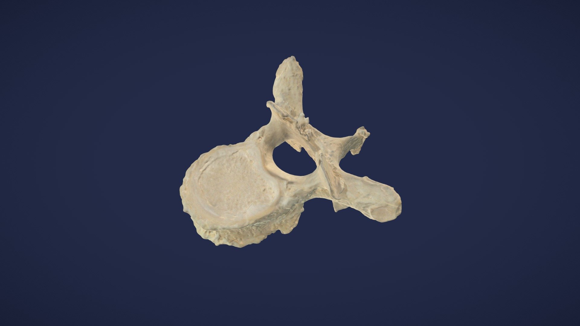 7. Brustwirbel (Th7) - 7th thoracic vertebra - 3D model by Institute of ...