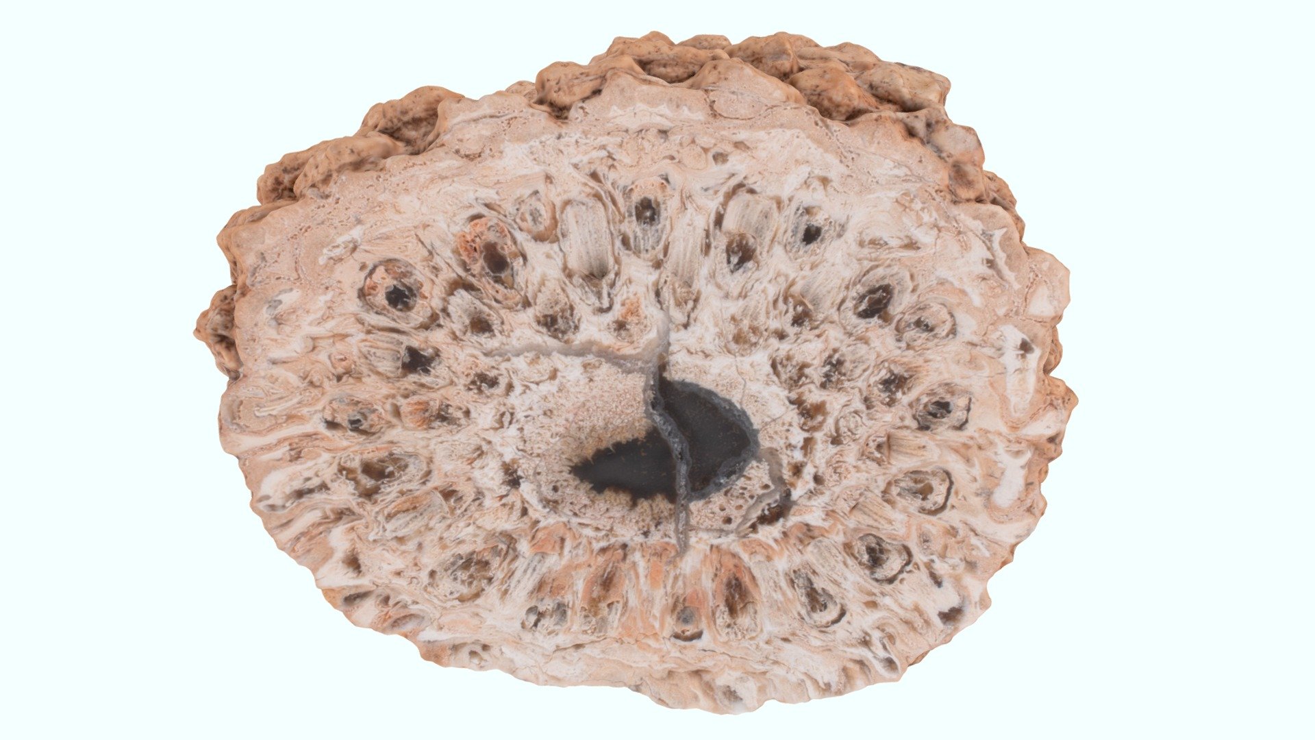 Section de cône d'Araucaria mirabilis silicifié - Download Free 3D ...