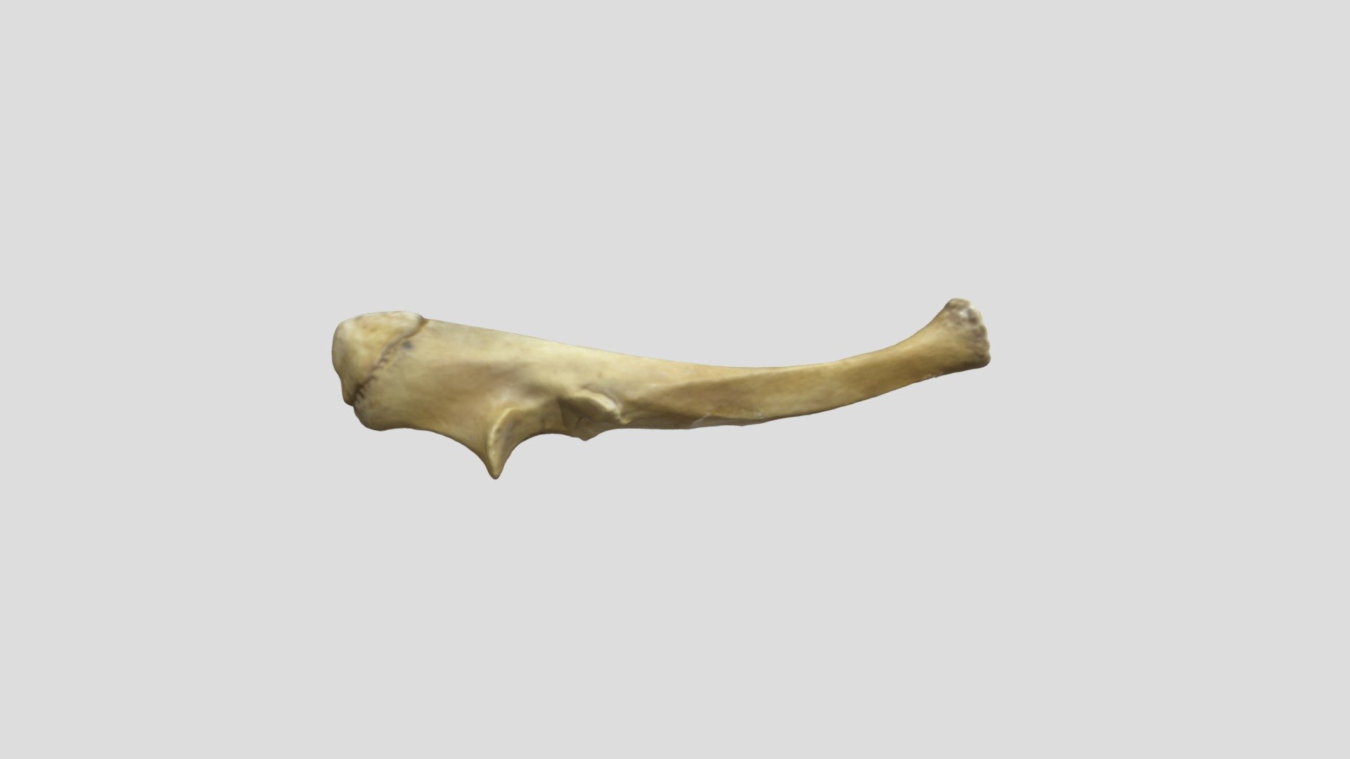 Ulna - 3D model by E green (@green.ellenjane) [3934f6c] - Sketchfab