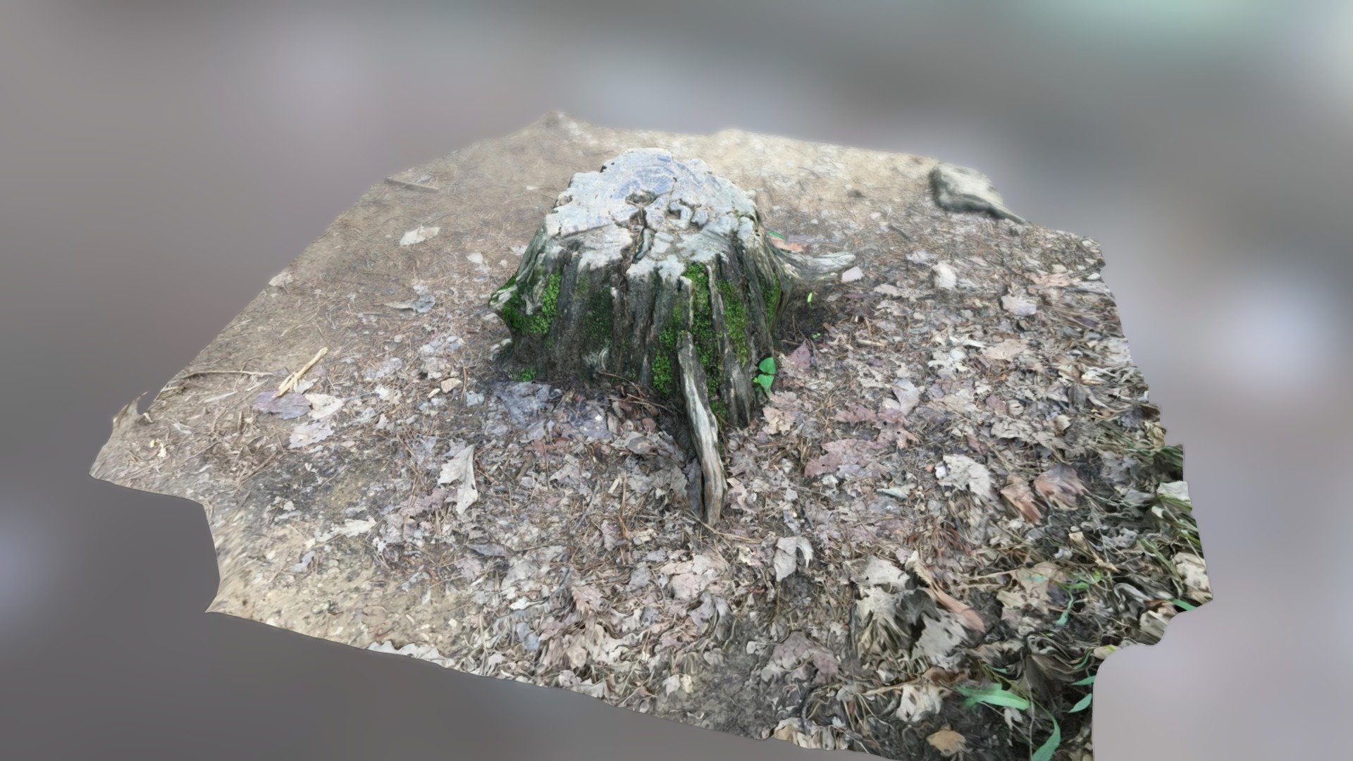 Test Stump - 3D model by paigewbreault [3938b75] - Sketchfab