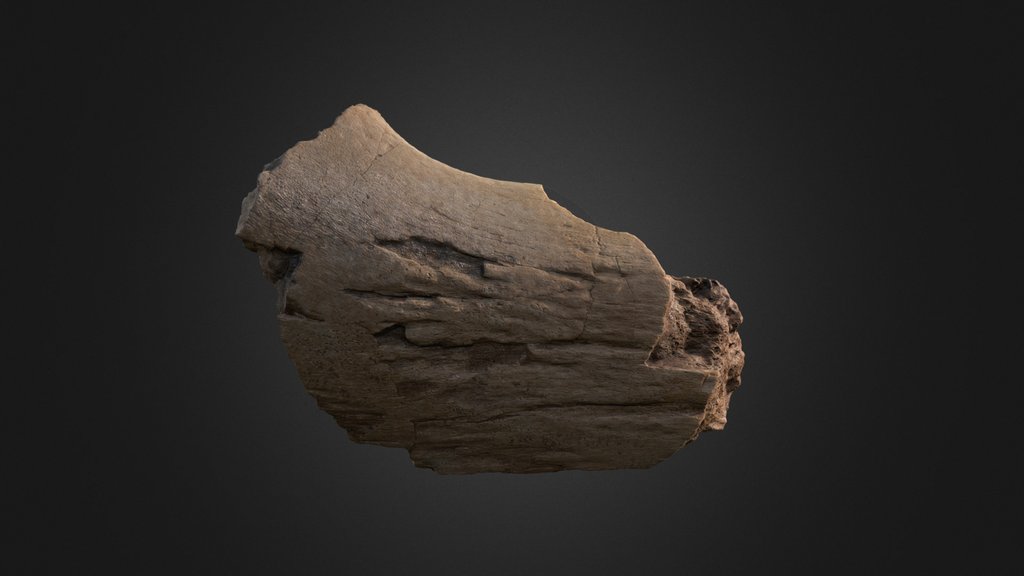 Fossil Scans - Hadrosaurs - A 3D model collection by Olof Moleman ...