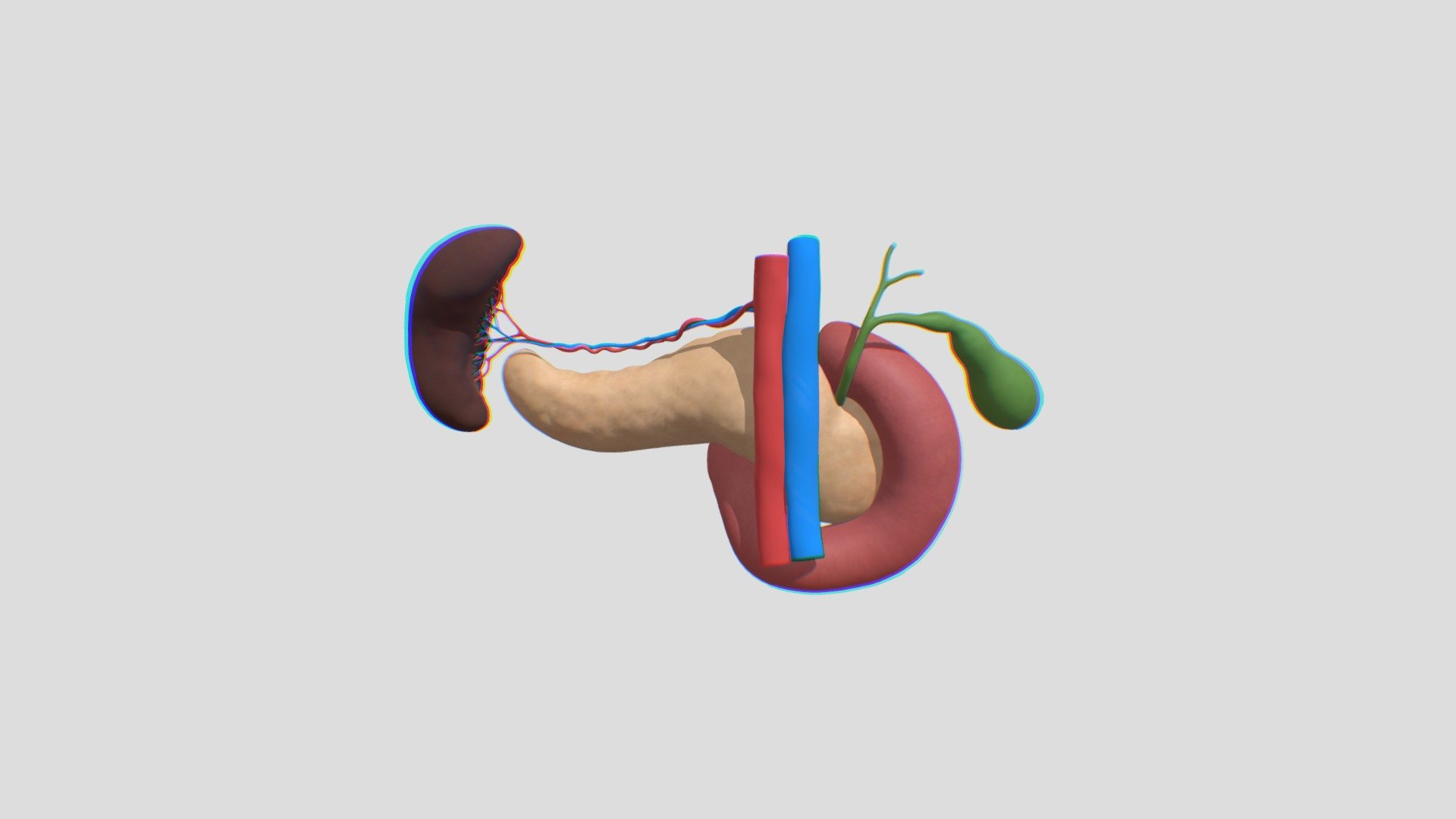 Pancreas - Download Free 3D model by CAPTAAINRO [393c64c] - Sketchfab