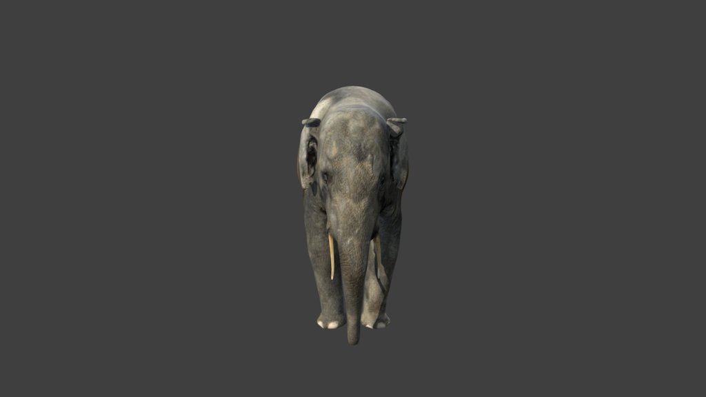 Asian elephant - 3D model by Gokulnath_J [3948a5a] - Sketchfab