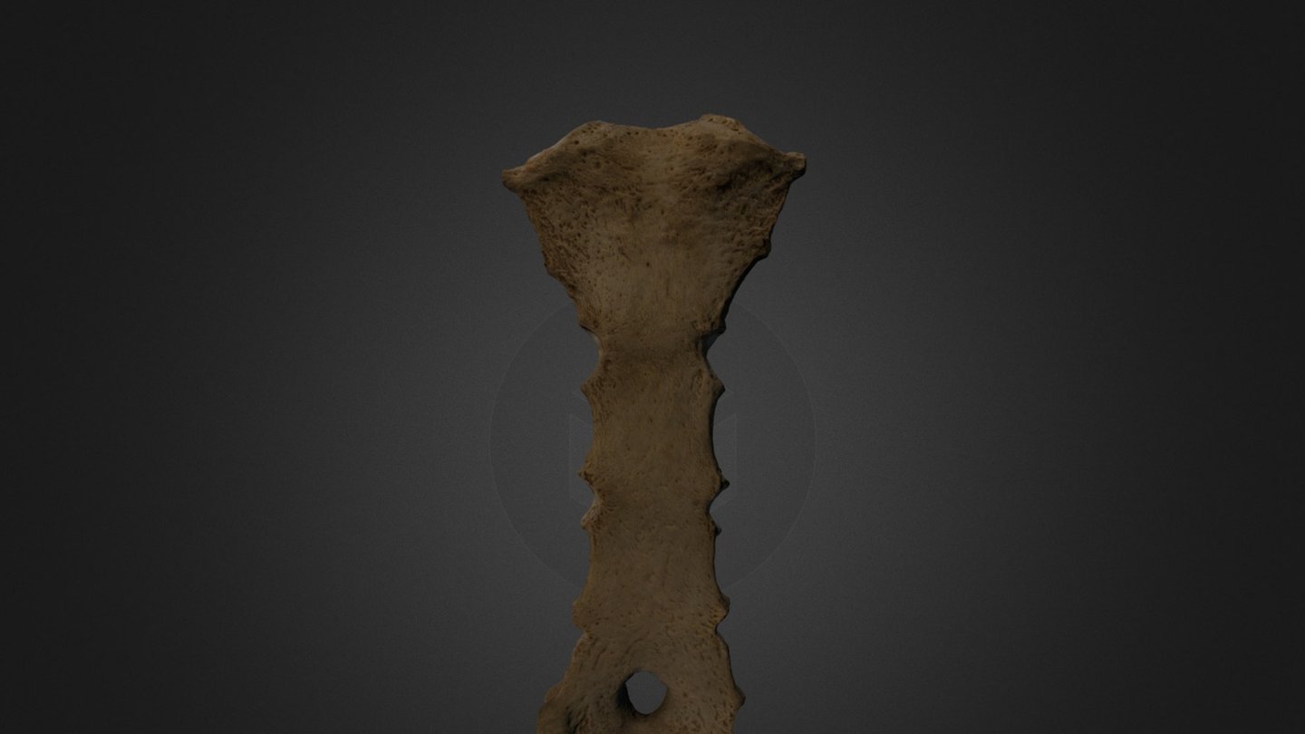 Sternum - Download Free 3D model by UNCG Imaging Lab (@uncgimaginglab ...