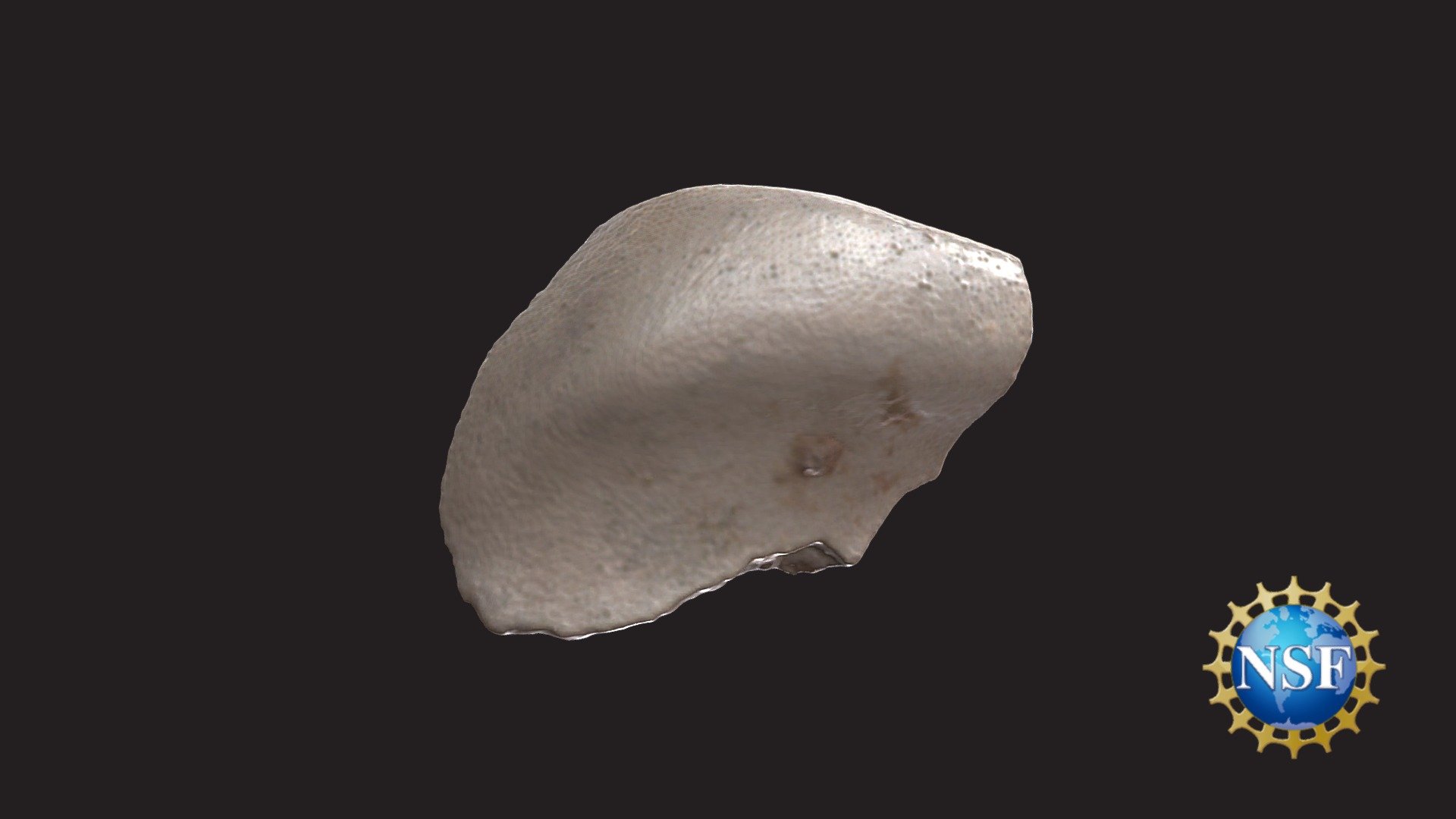 CMNH 9027, Deltodus anglarus Tooth - 3D model by Cleveland Museum of ...
