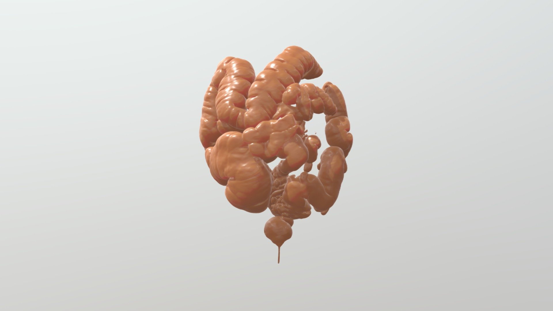 GI Tract - 3D model by nkassira [3953367] - Sketchfab
