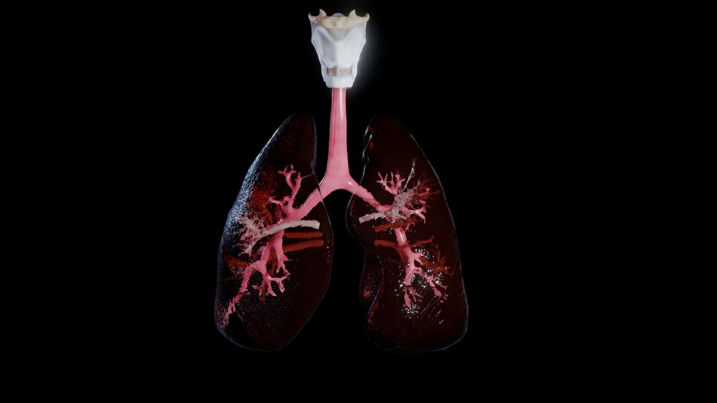 Anatomy & Physiology Animations - A 3D model collection by Dietmar ...