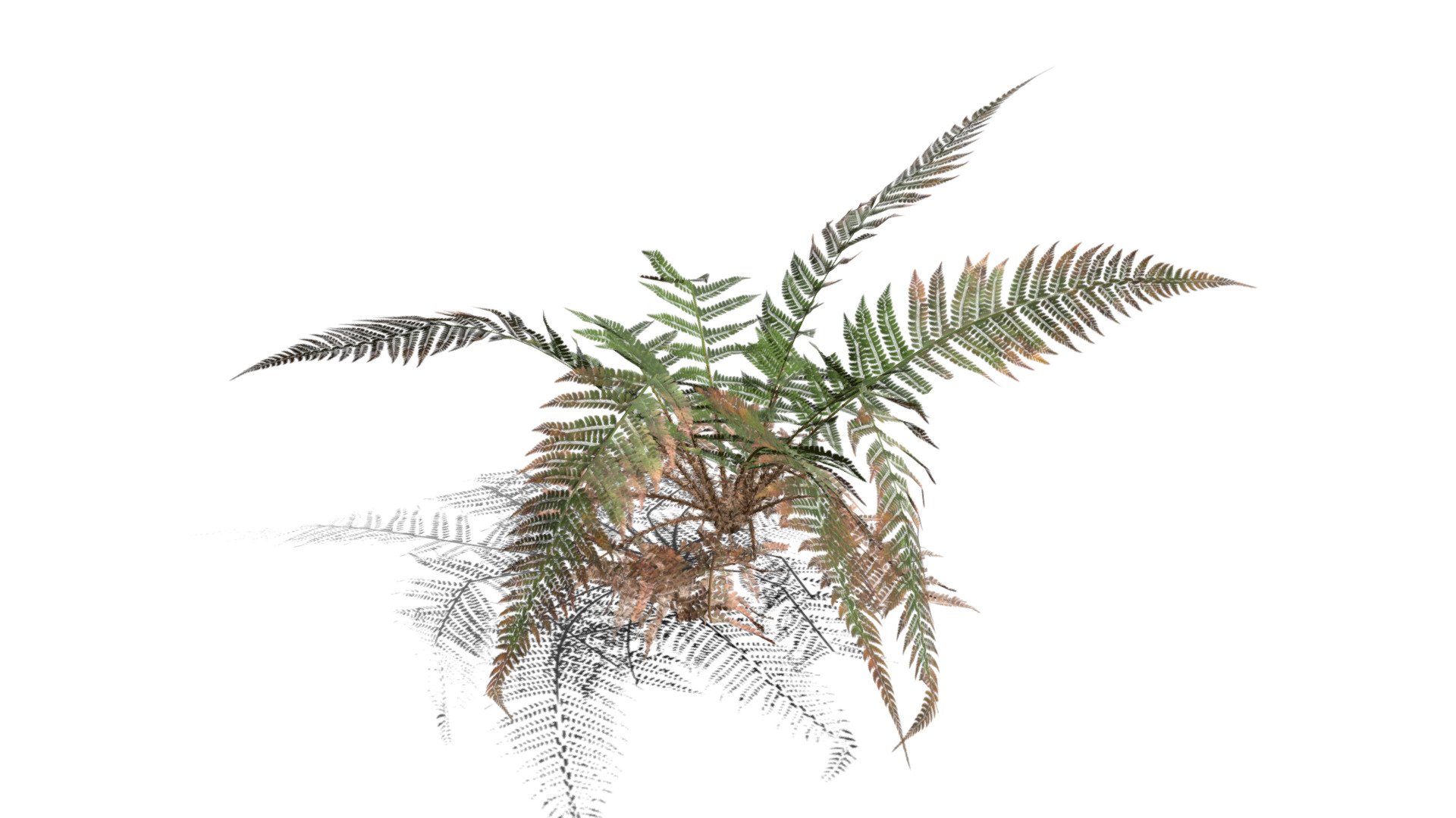 Realistic HD Male fern (16/50) - Download Free 3D model by PlantCatalog ...