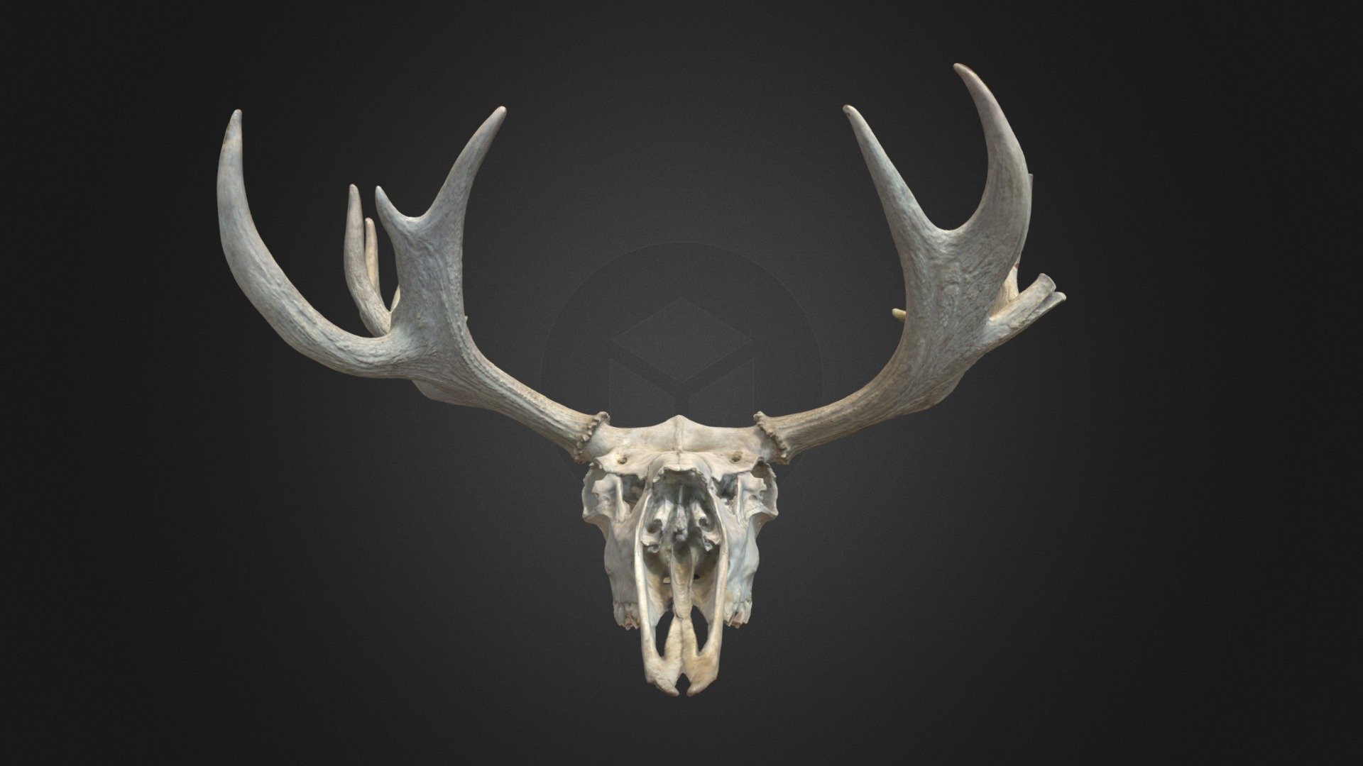 MOOSE SKULL - 3D model by Lakehead Anthropology (@LakeheadAnthropology ...