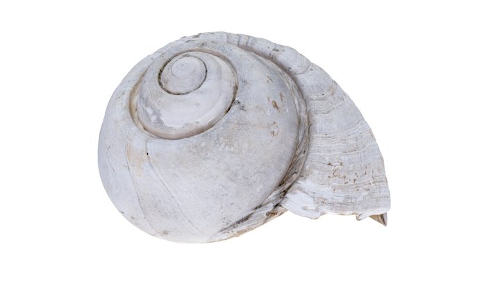 Gasteropode 3D models - Sketchfab
