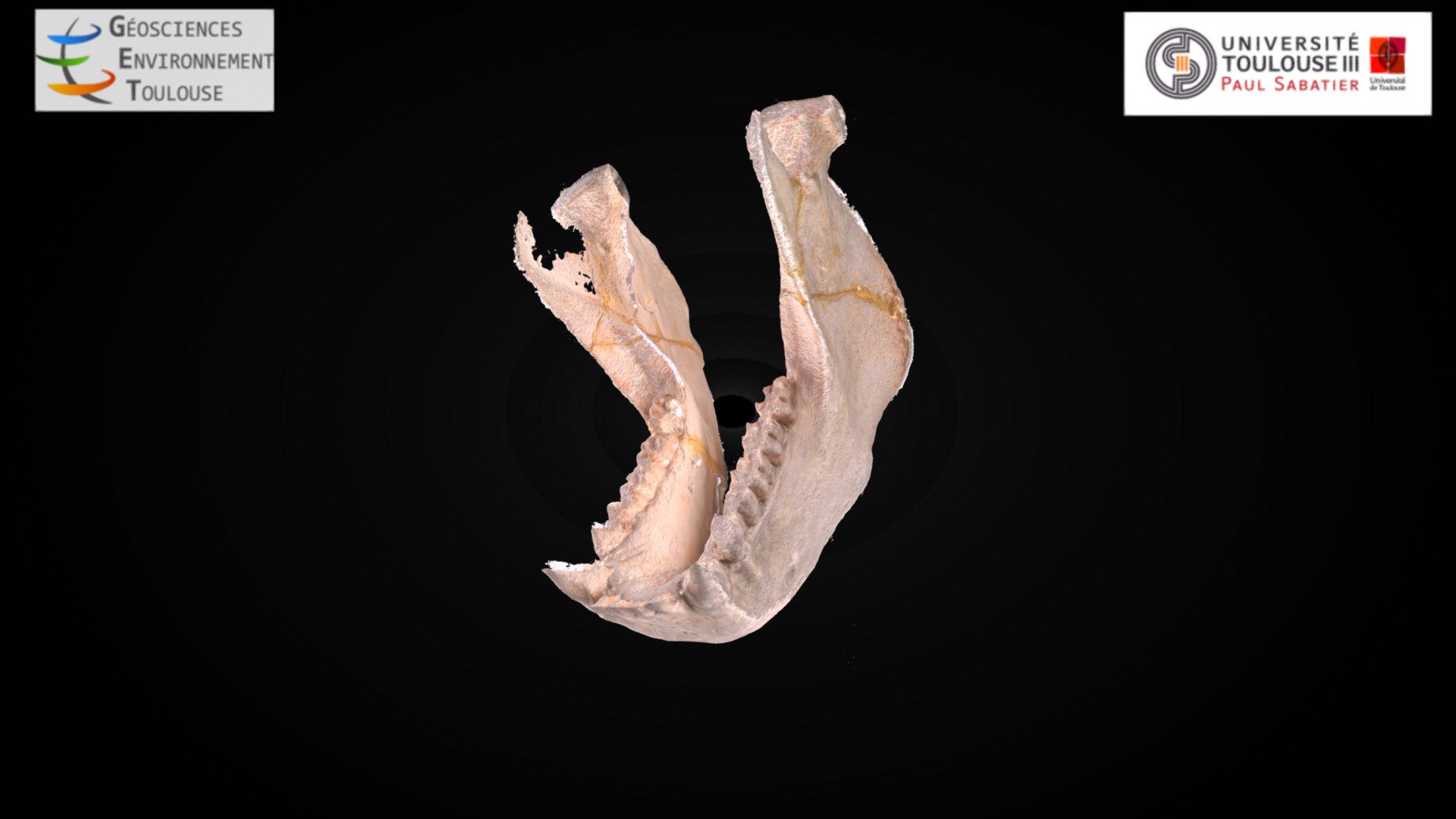 Machoire de Gorille - Download Free 3D model by Marc de RAFELIS ...