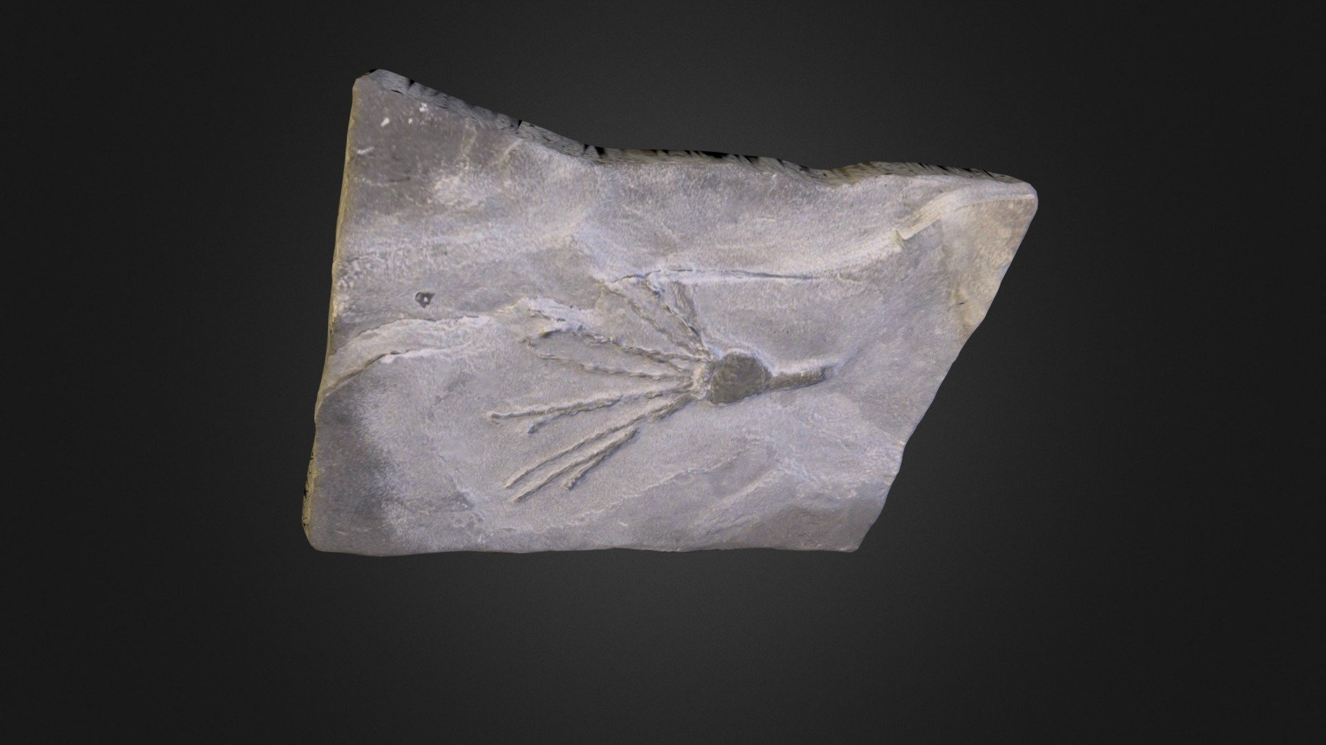 CRINOID - 3D model by 3D Fossils (@conqueror78) [396fa98] - Sketchfab