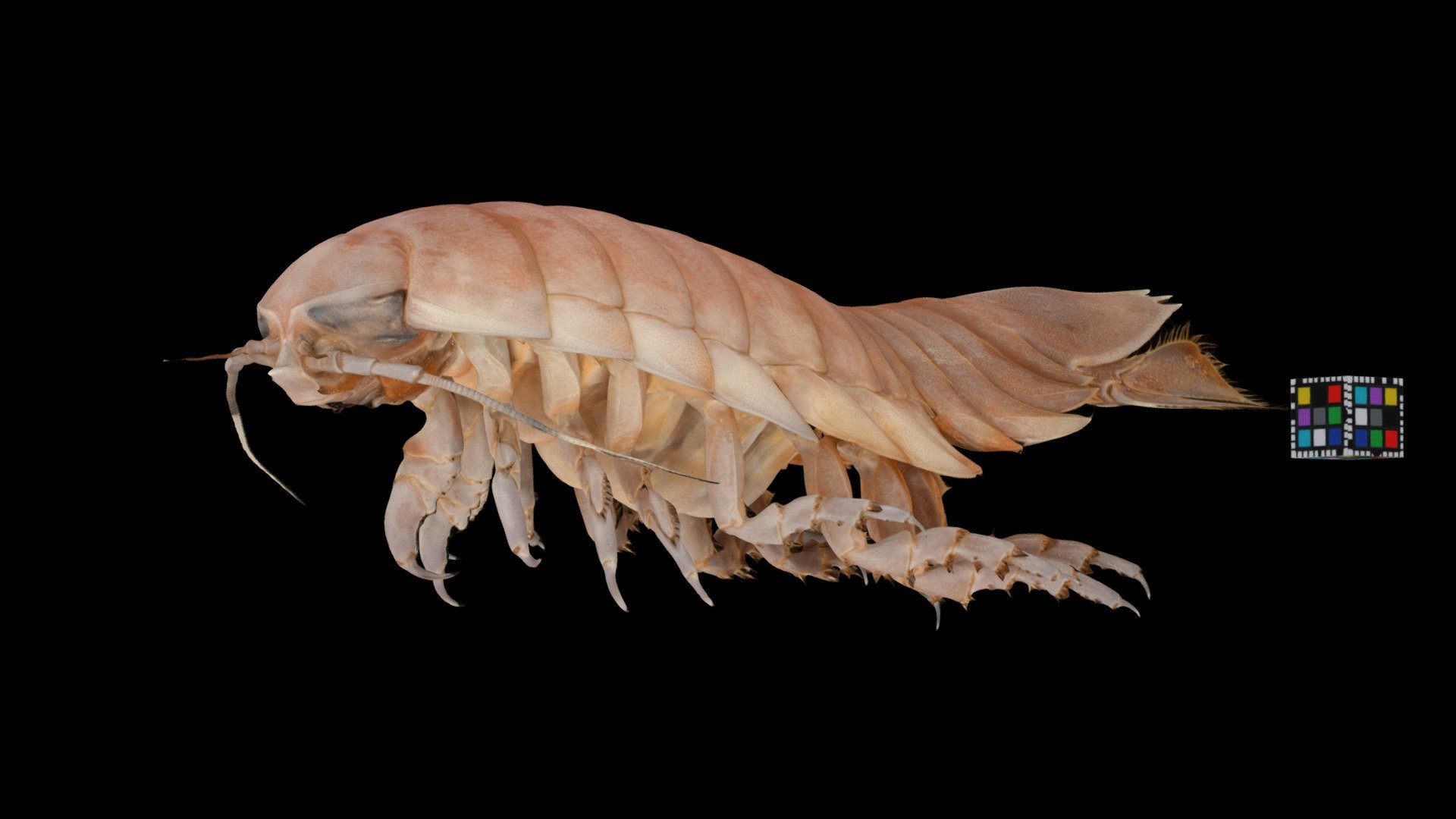 オオグソクムシ Giant Isopod, Bathynomus doederleinii - Download Free 3D model ...