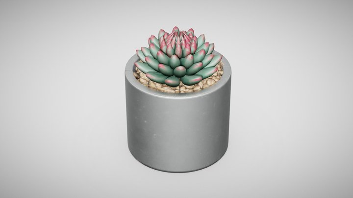 Succulent 3D models - Sketchfab