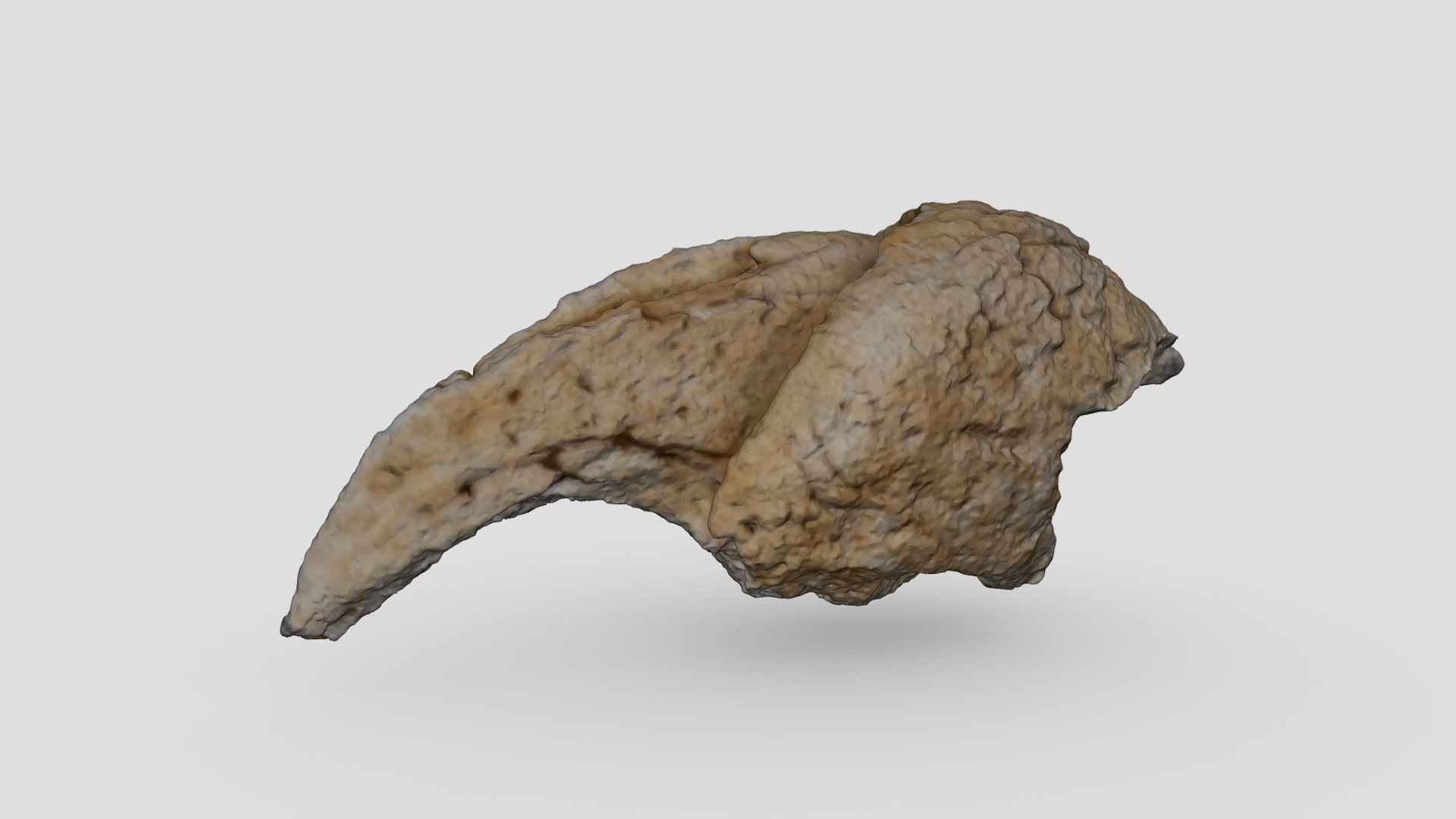 Megatherium Claw 1 - 3D model by martin.broen [397e1e7] - Sketchfab