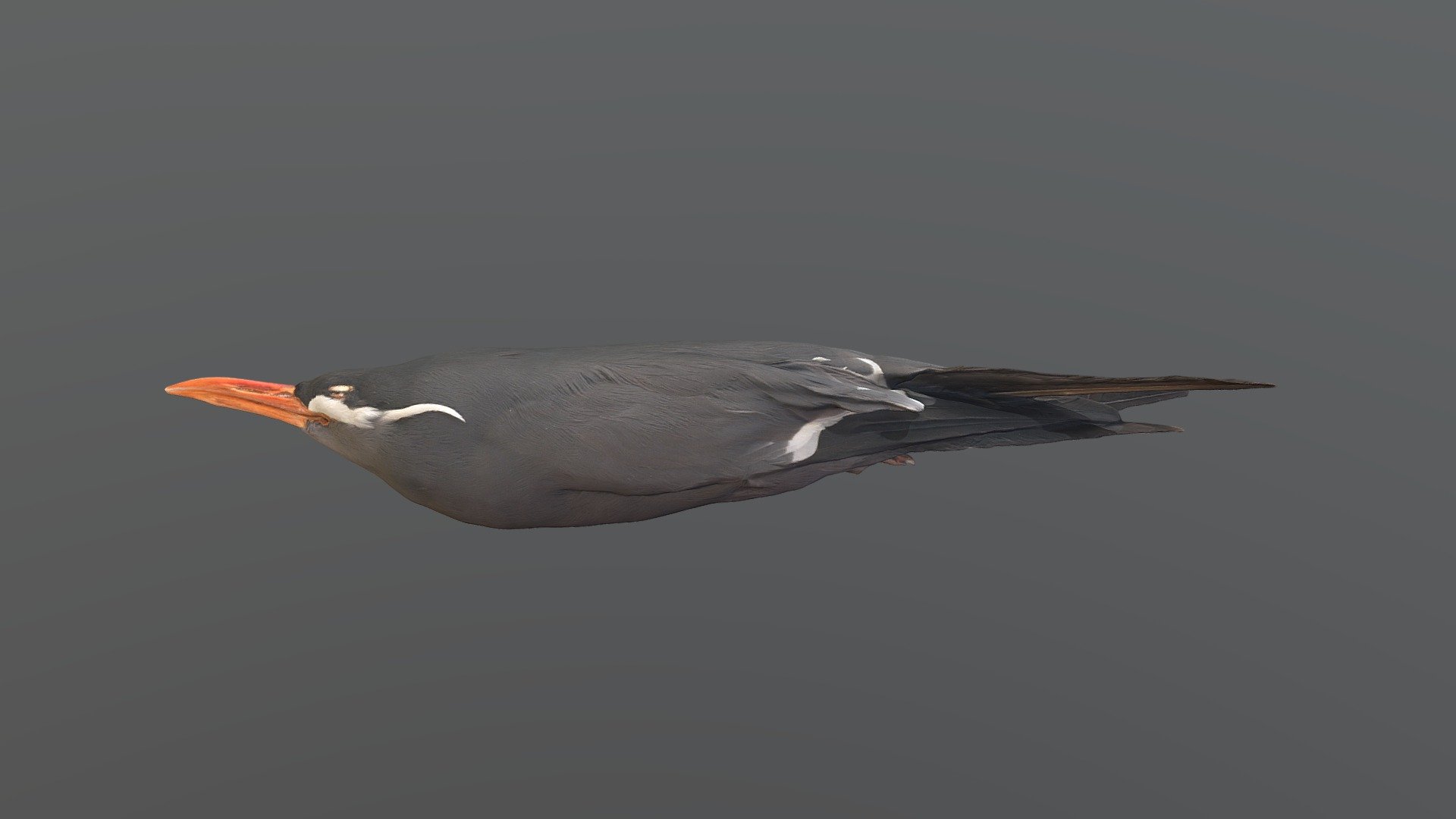 Inca Tern - Larosterna inca - Download Free 3D model by MooreLab ...
