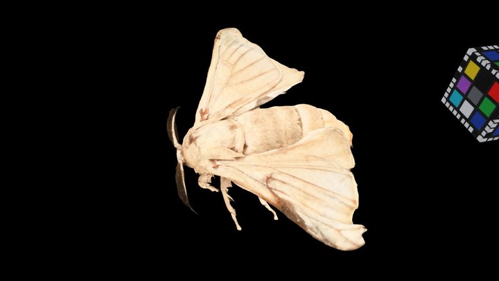 Moth 3D models - Sketchfab
