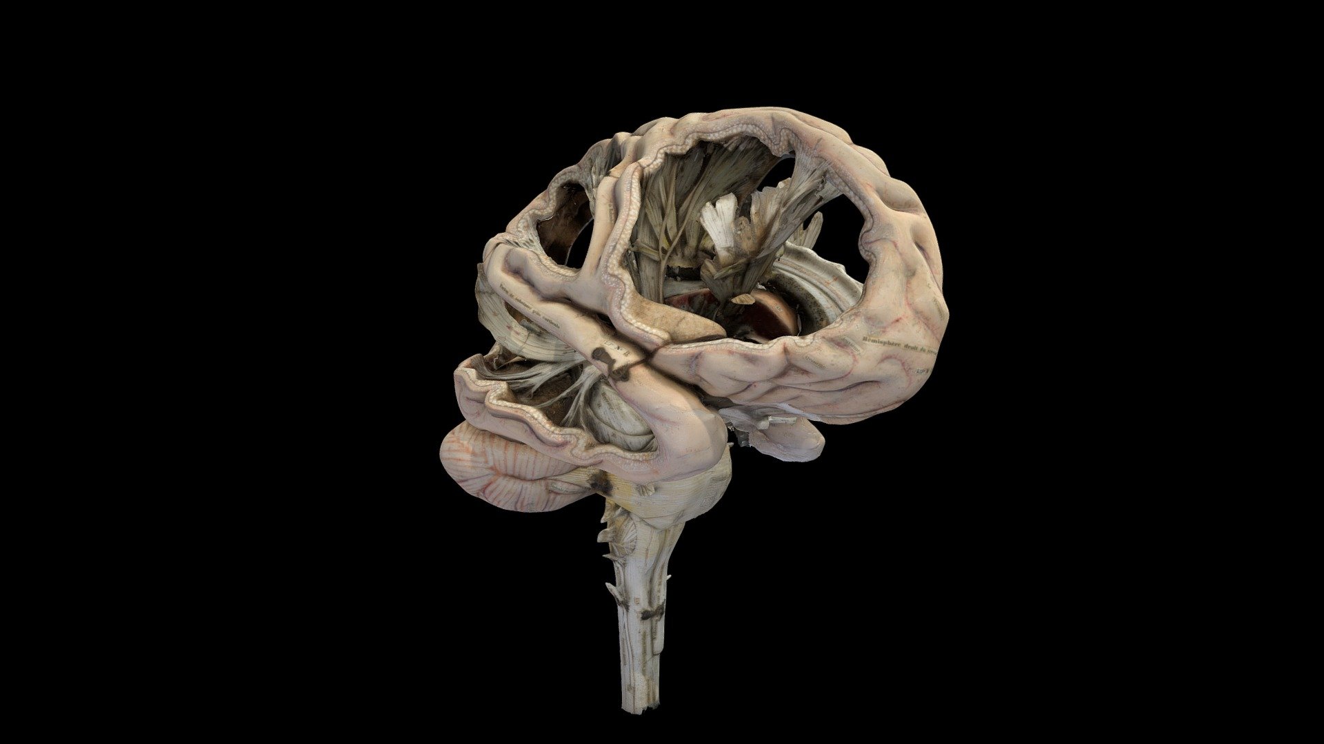 Papier Mache Brain Model - Science Museum London - 3D model by Cyreal ...