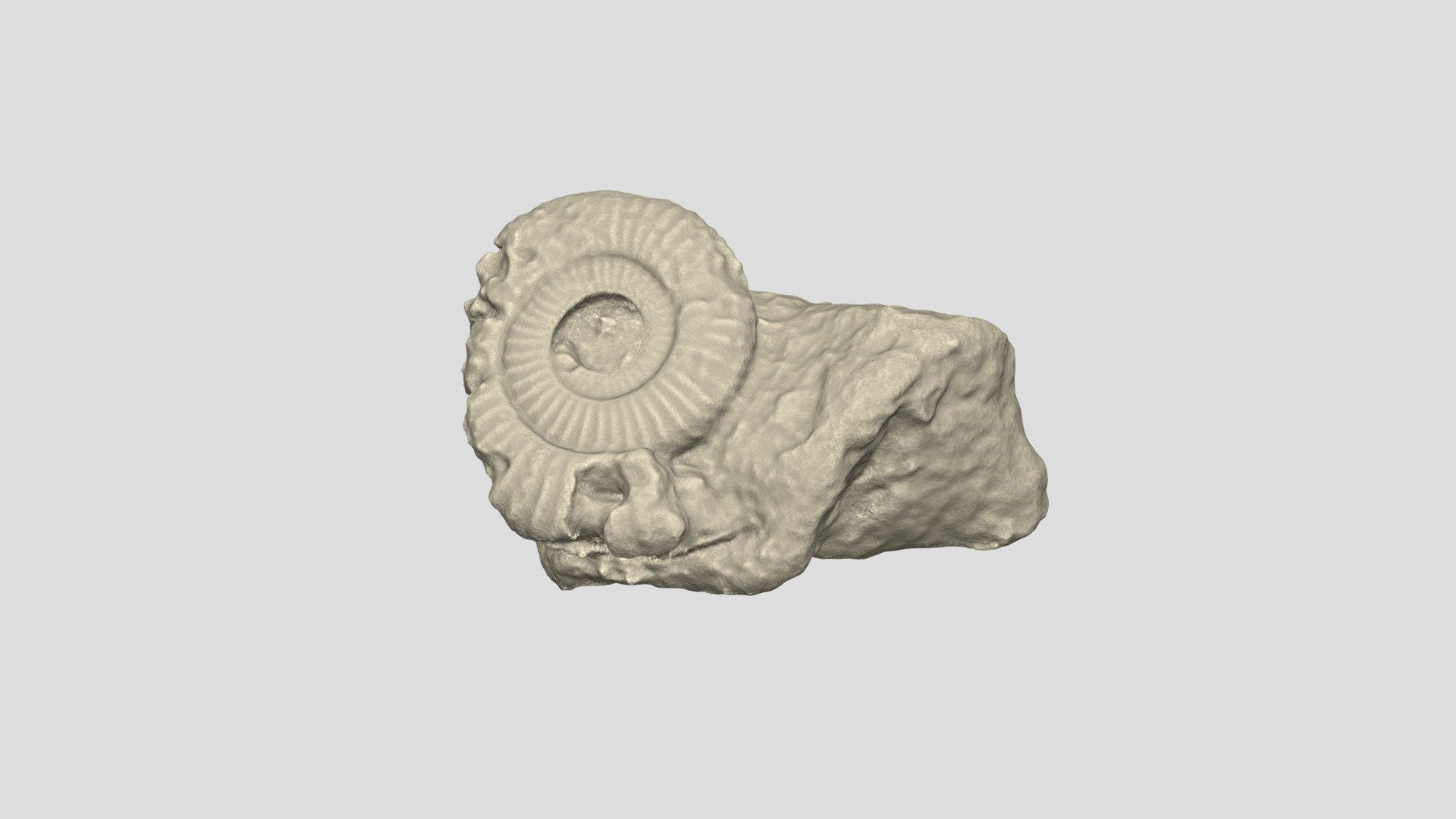 amonite - 3D model by fpierron [398c9d0] - Sketchfab