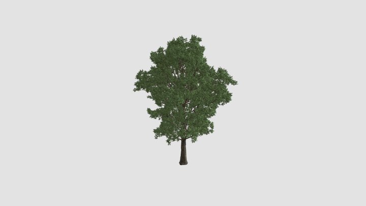 Populus 3D models - Sketchfab