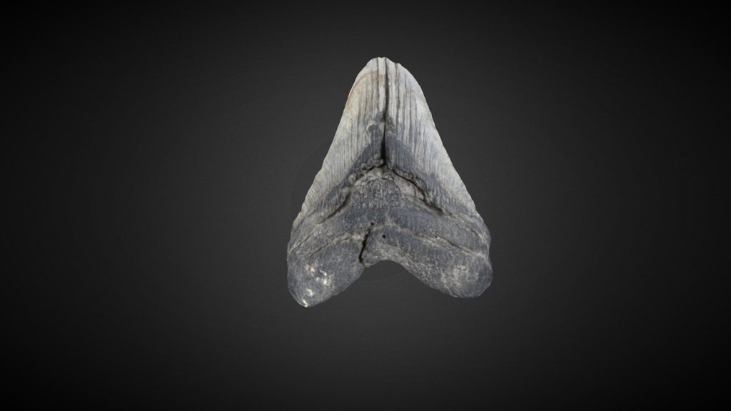 C. megalodon Tooth - 3D model by Josh Roth (@joshroth) [3990c78 ...