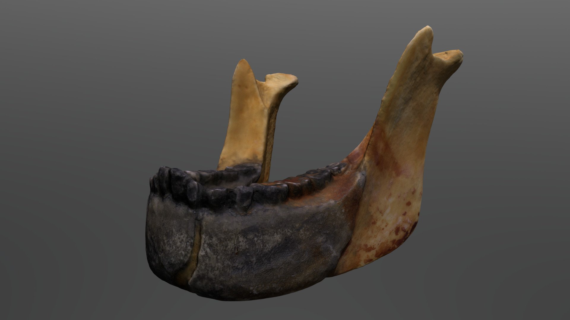 Australopithecus afarensis Mandible - 3D model by UCFanthropology ...