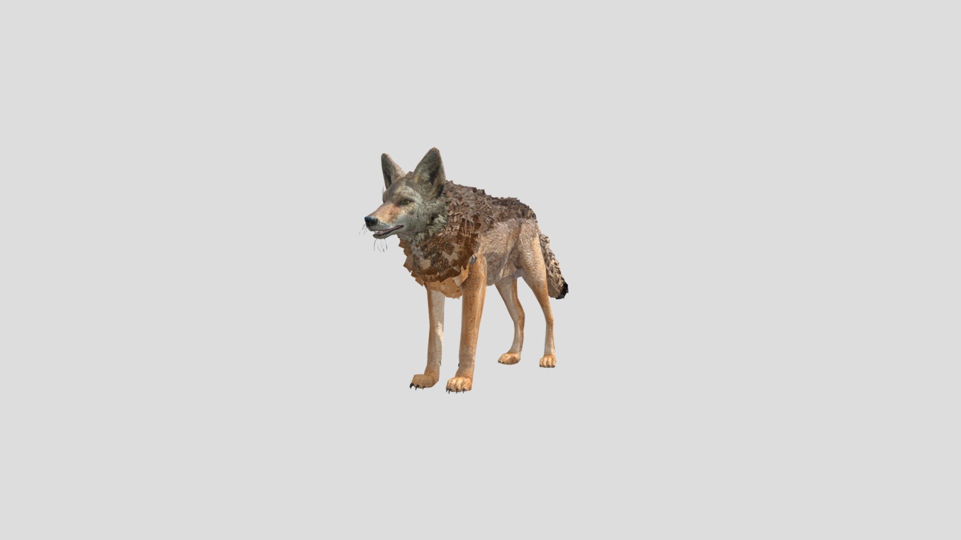 Coyote_C4D_Baked_04(FixedLEG) - 3D model by ucdavisterc [39980ac ...