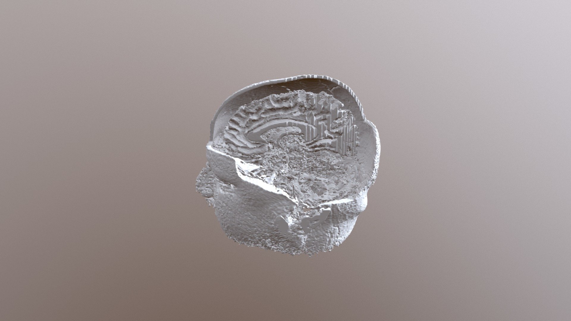 BRAIN FROM CHIMERA - 3D model by Interactive 3D Data ...