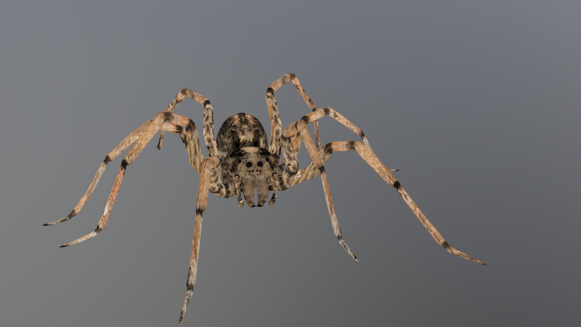 Pauk - 3D model by kixy [39a124f] - Sketchfab