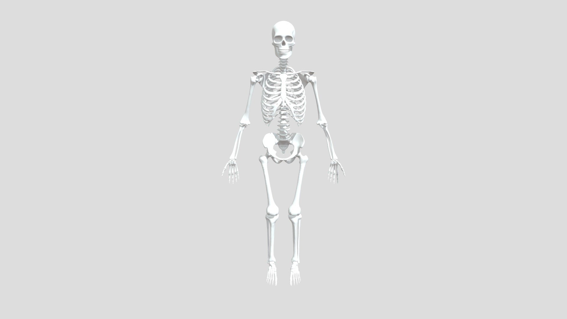 Skeletal-system-basemesh-2016 - 3D model by breslinw [39a23a7] - Sketchfab
