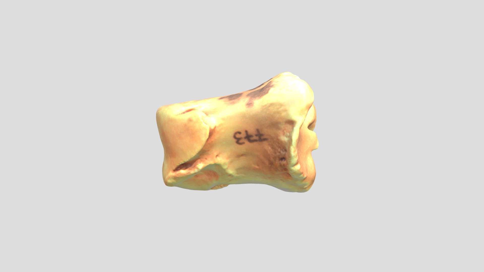Bos indicus (zebu) - R posterior phalanx II - 3D model by ...