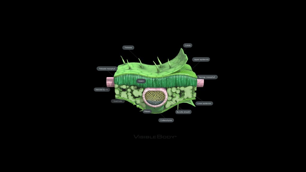 education - A 3D model collection by jeremy-coleman - Sketchfab